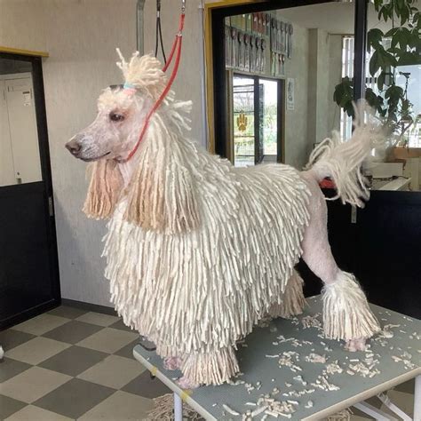 Corded Poodles Grooming Guide