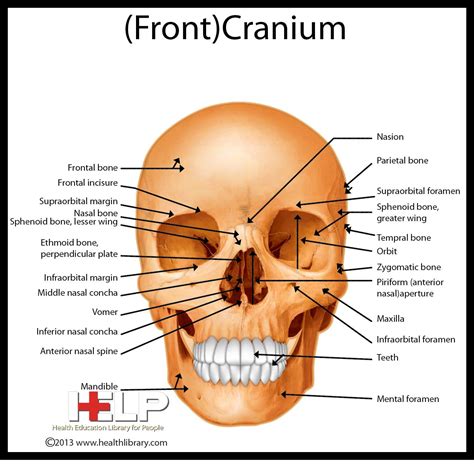Pin By Sophie Pelletier On Osteo Health Library Fun Science Anatomy