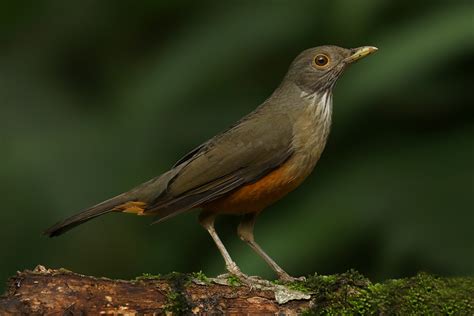 Sabiá Laranjeira Turdus Rufiventris Wikiaves A Enciclopédia Das Aves Do Brasil