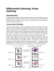 Differential Staining Docx Differential Staining Gram Staining Introduction In Addition To