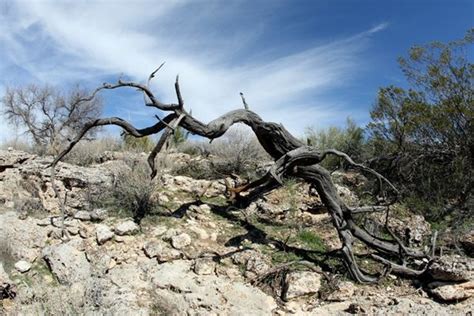 Mark Beeson Desert Wilderness