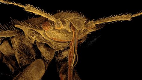 Genetic Study Finds Cities Revived Bed Bugs After Ice Age Extinction