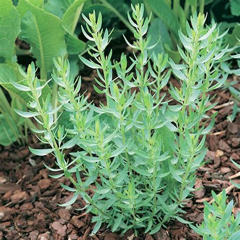 Grow Fresh French Tarragon Plant Easy Care Perennial Herb