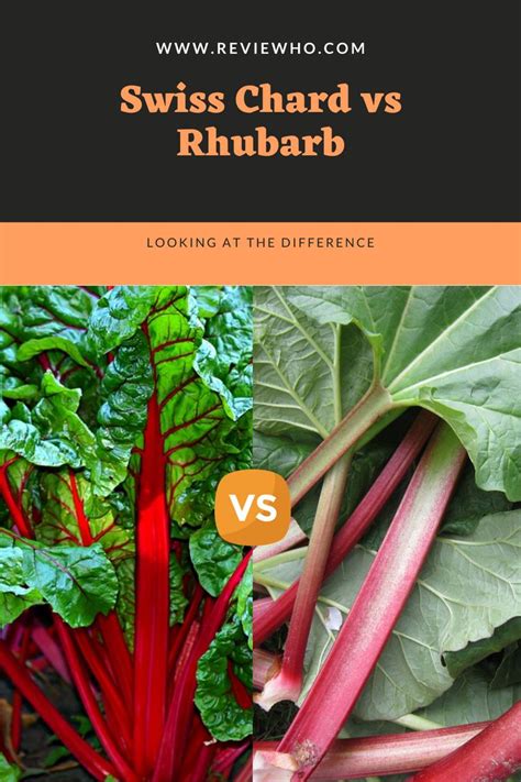 Swiss Chard Vs Rhubarb A Comparison