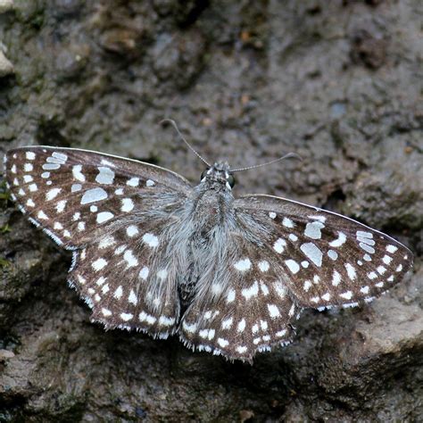 Ángulo Manchado Caprona Agama Picture Insect