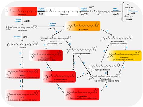 Figure 1 From Biosynthesis Of Astaxanthin As A Main Carotenoid In The Heterobasidiomycetous