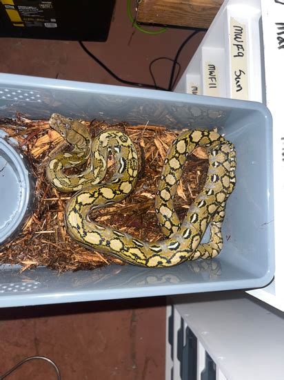50 Philippine Wild Type Reticulated Python By Noshoulders Reticulated