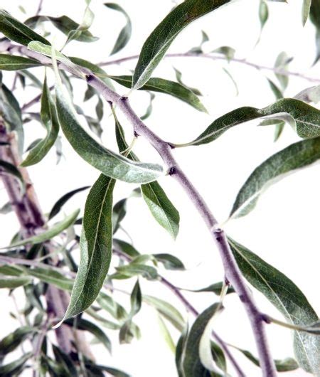 Weeping Silver Pear Trees For Sale Trees Direct