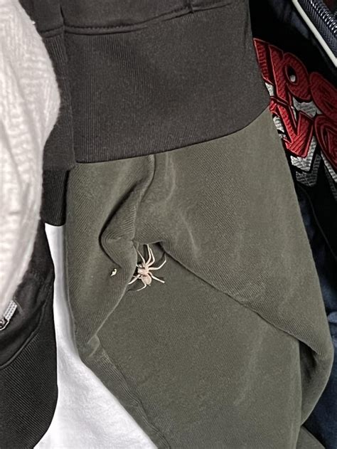 Shiny Spider Rspiders