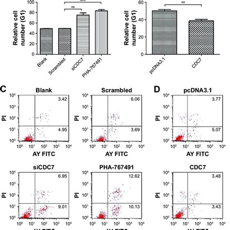 Effect Of Cdc7 On Cell Cycle Transition And Apoptosis Of Escc Cells