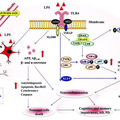 Pdf Gut Brain Axis Role Of Gut Microbiota On Neurological Disorders And How Probiotics