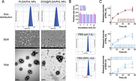 Particle Properties Of Developed Nps A Size Distribution Profiles
