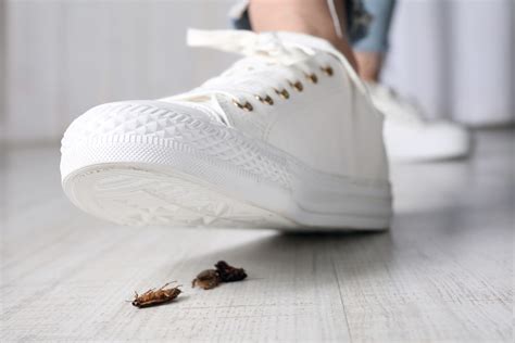 If You See A Cockroach In Your Home Never Kill It Like This Experts Say