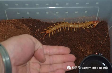 【东邪图鉴】中国常见中大型蜈蚣属scolopendra点将台