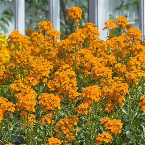 English Aegean Wallflower Seeds Orange Cheiranthus