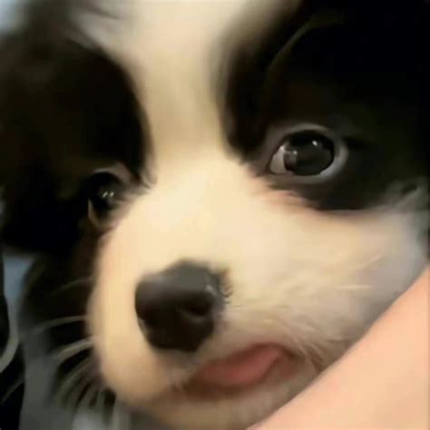 咪喵和修勾 堆糖，美图壁纸兴趣社区