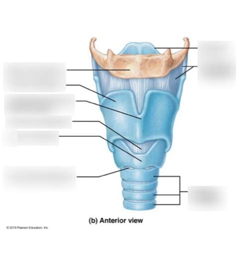 Aandp Ii Practical 2 Diagram 5 Diagram Quizlet
