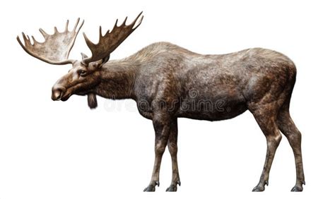 Realistic Illustration Of A Moose Showcasing Detailed Features And