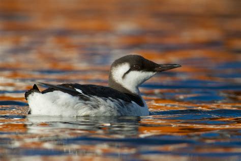 Common Murre Hans Overduin Photography