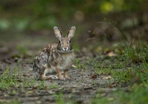 Mini Lepre Varesenews