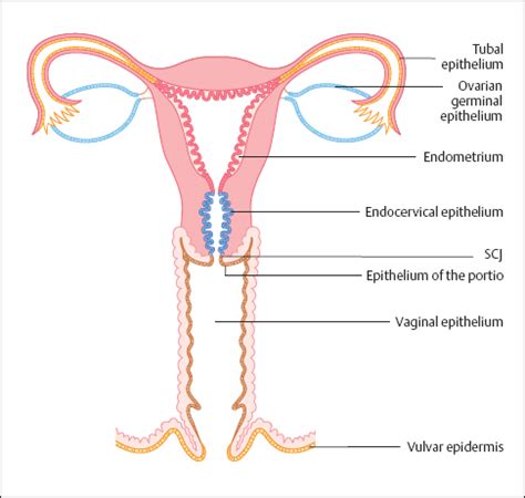 Anatomia Vaginal Interna Anatomy Of The Female Reproductive System