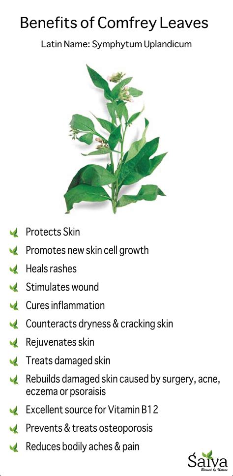 Comfrey Uses And Benefits At Jessica Goza Blog