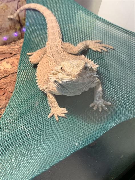 Beardies Are So Cute When They Look Straight At The Camera Scrolller