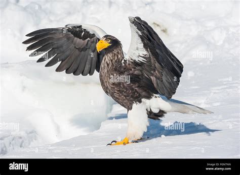 Stellers Sea Eagle Haliaeetus Pelagicus Rausu Offshore Hokkaido
