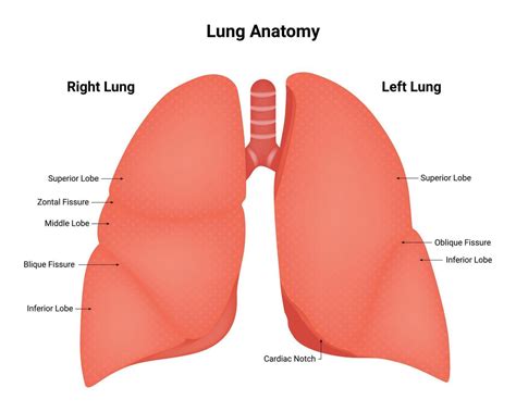Lung Anatomy Science Design Vector Illustration Diagram 40983150 Vector