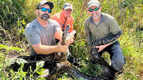 16 Foot 120 Pound Female Burmese Python Captured In Florida