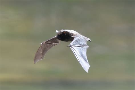 Maryland Biodiversity Project Silver Haired Bat Lasionycteris Noctivagans Maryland Biodiversity Project Silver Haired Bat Lasionycteris Noctivagans