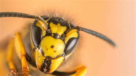 Hidden Superpowers Of Wasps Astonishing Benefits They Bring