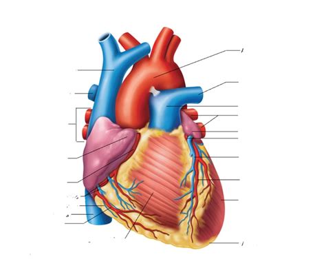 Heart Diagram Quizlet