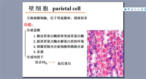 胃底腺主细胞，壁细胞的光电镜结构及分布百度知道
