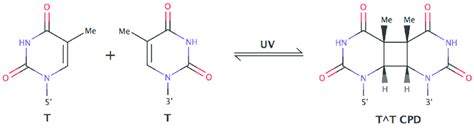 Thymine Thymine Cyclobutane Pyrimidine Dimer Tˆt Cpd Forms Via Butane Download Scientific