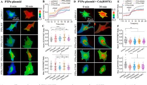 Figure 5 From Development Of Fret Biosensor To Characterize Csk