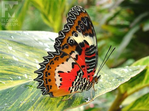 Malay Lacewing Exhibits