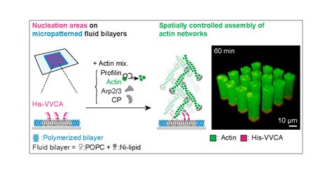 Controlling Physical And Biochemical Parameters Of Actin Nucleation Using A Patterned Model
