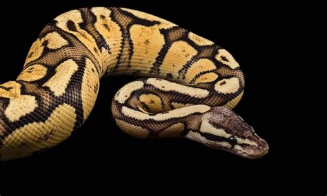 Herps And Inverts Snakes Royal Ball Python Substrate