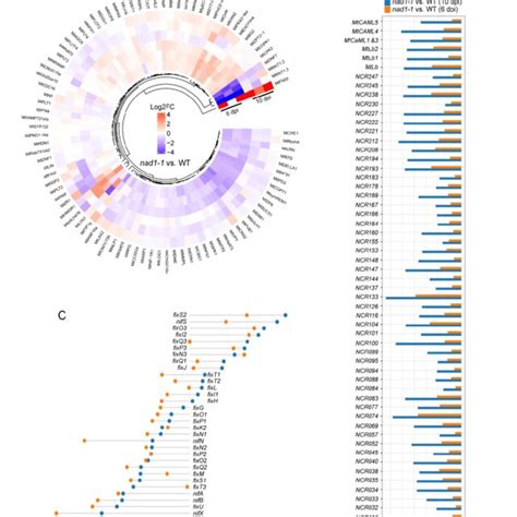 Identification Of Plant And Rhizobial Transcriptional Responses In Download Scientific Diagram