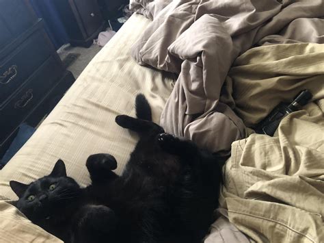 Prince Lorian Of The Backyard Forest R Catpics