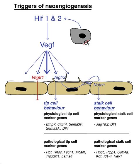 Triggers Of Neoangiogenesis Schematic Depiction Of The Activation