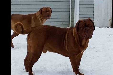 Dogue De Bordeaux Puppies For Sale