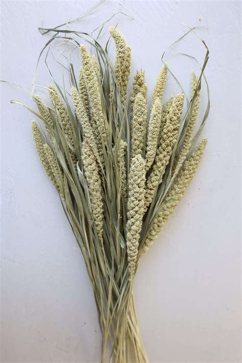 Dried Millet Grass Flowerfantasee