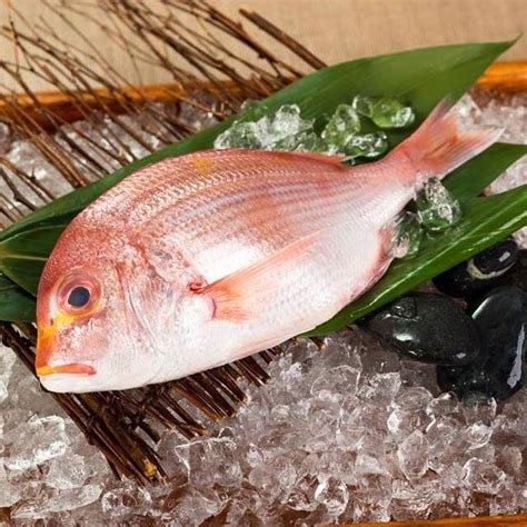 Golden Sea Bream Renkodai 連子鯛 Fukuya Foods