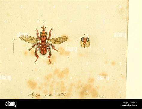 Fauna Germanica Diptera Focuses On The Diptera Order Of Insects