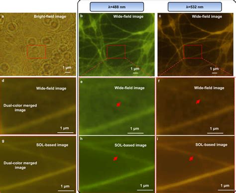 3d Dual Color Cellular Imaging A Bright Field And B C Wide Field