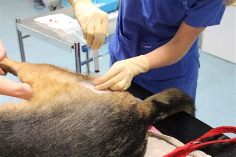 Stem Cell Therapy For Dogs With Osteoarthritis A Helpful Guide For