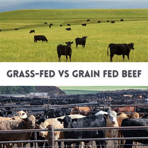 Grass Fed Beef Vs Grain Fed Beef Pros And Cons