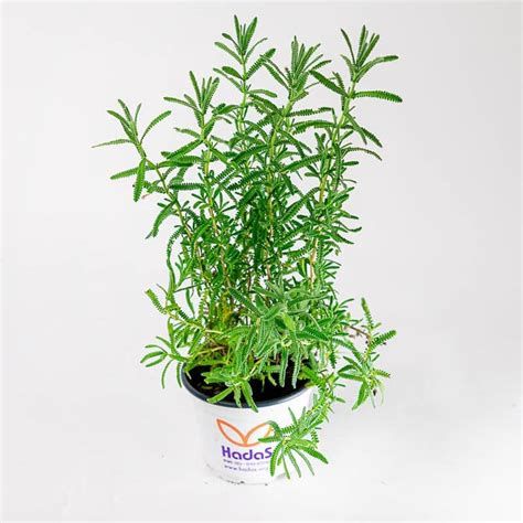 לבנדר רפואי משתלת הגן הקסום של נקודת חן